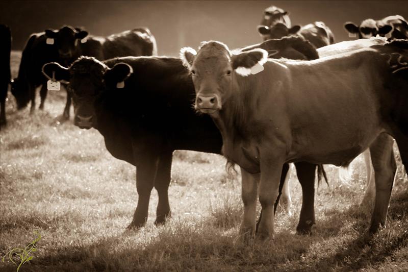 Morgan Farms 22 - Sumrall, MS